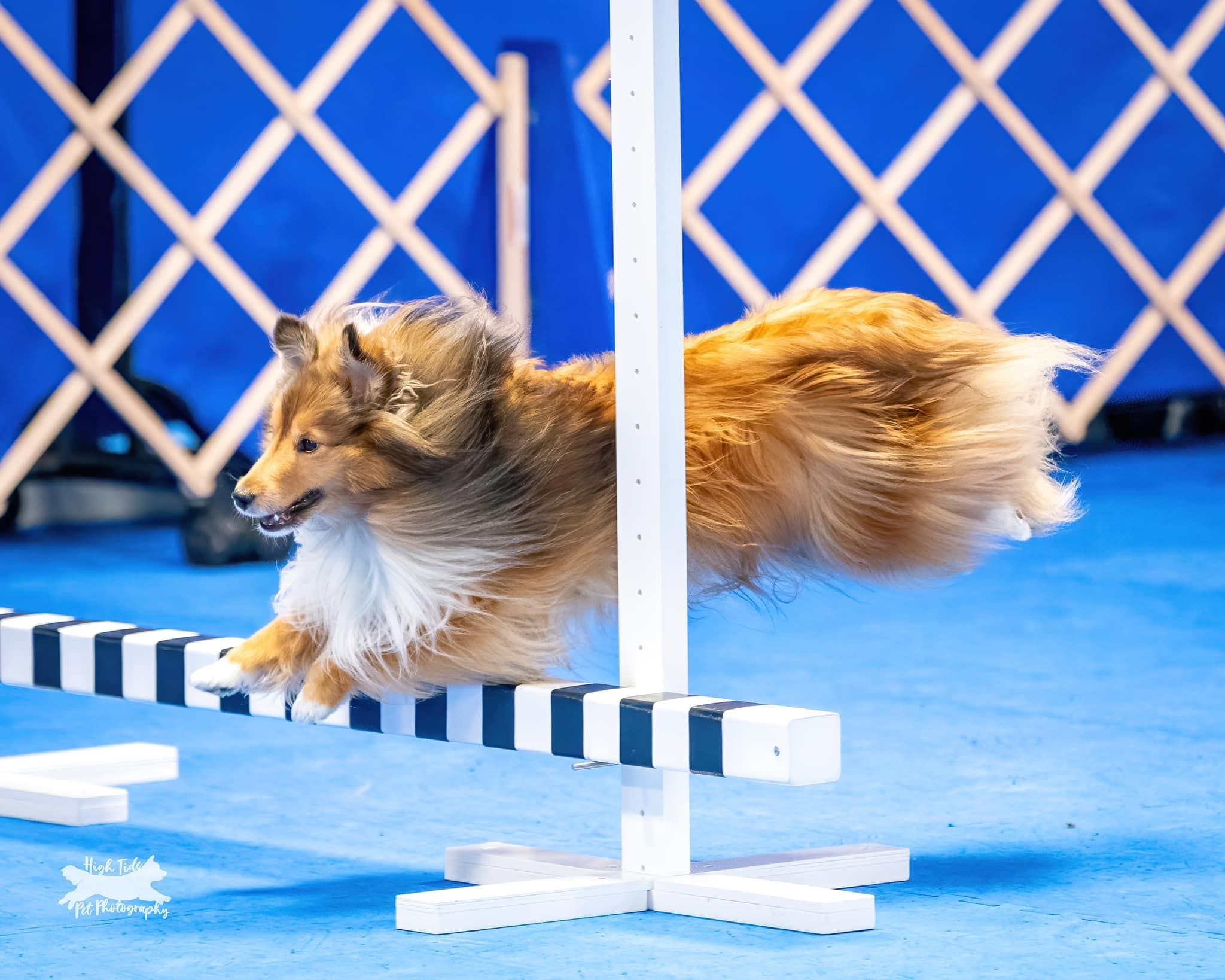 AKC Obedience Trial AKC Obedience Trial