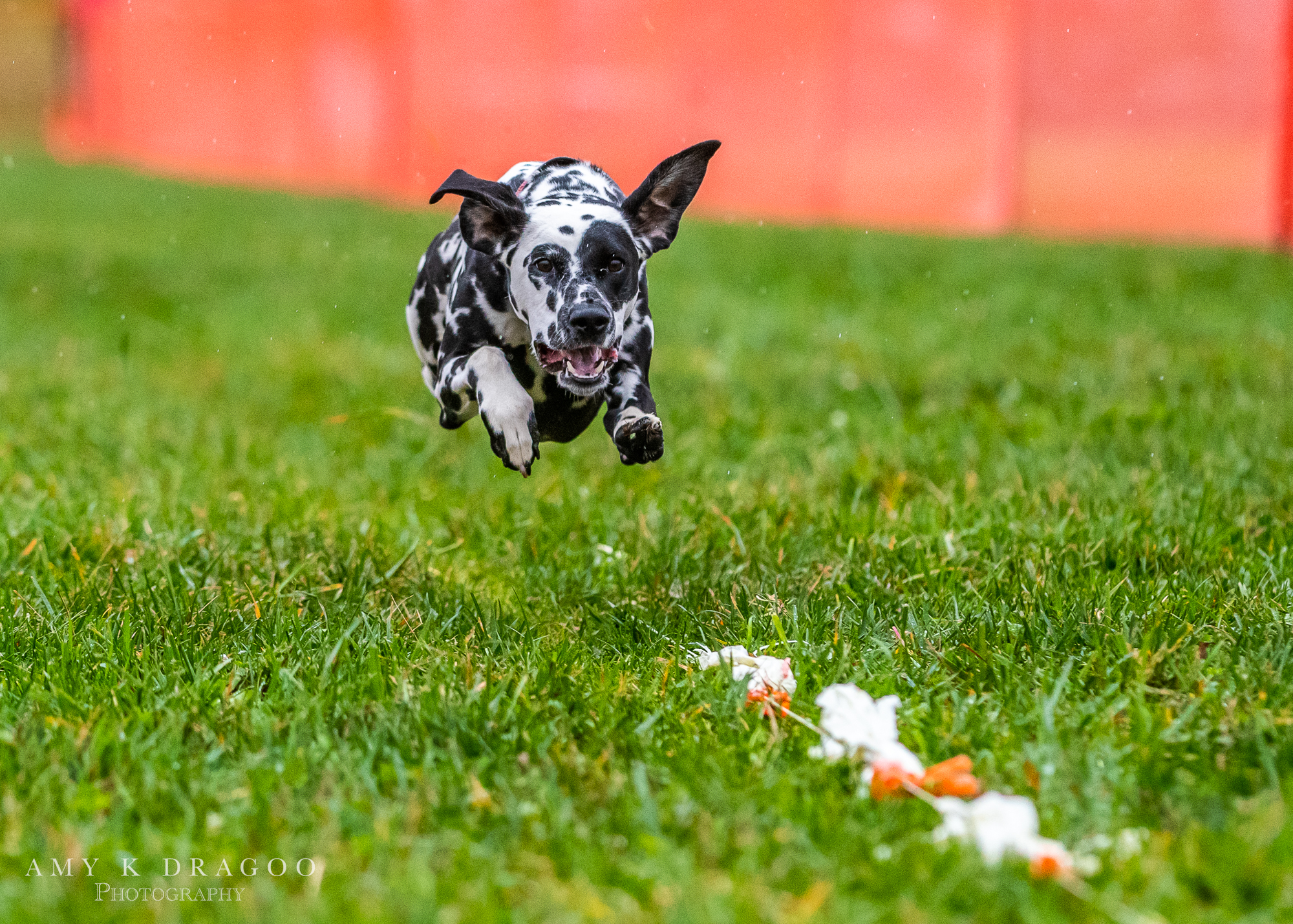 AKC FAST CAT TRIAL