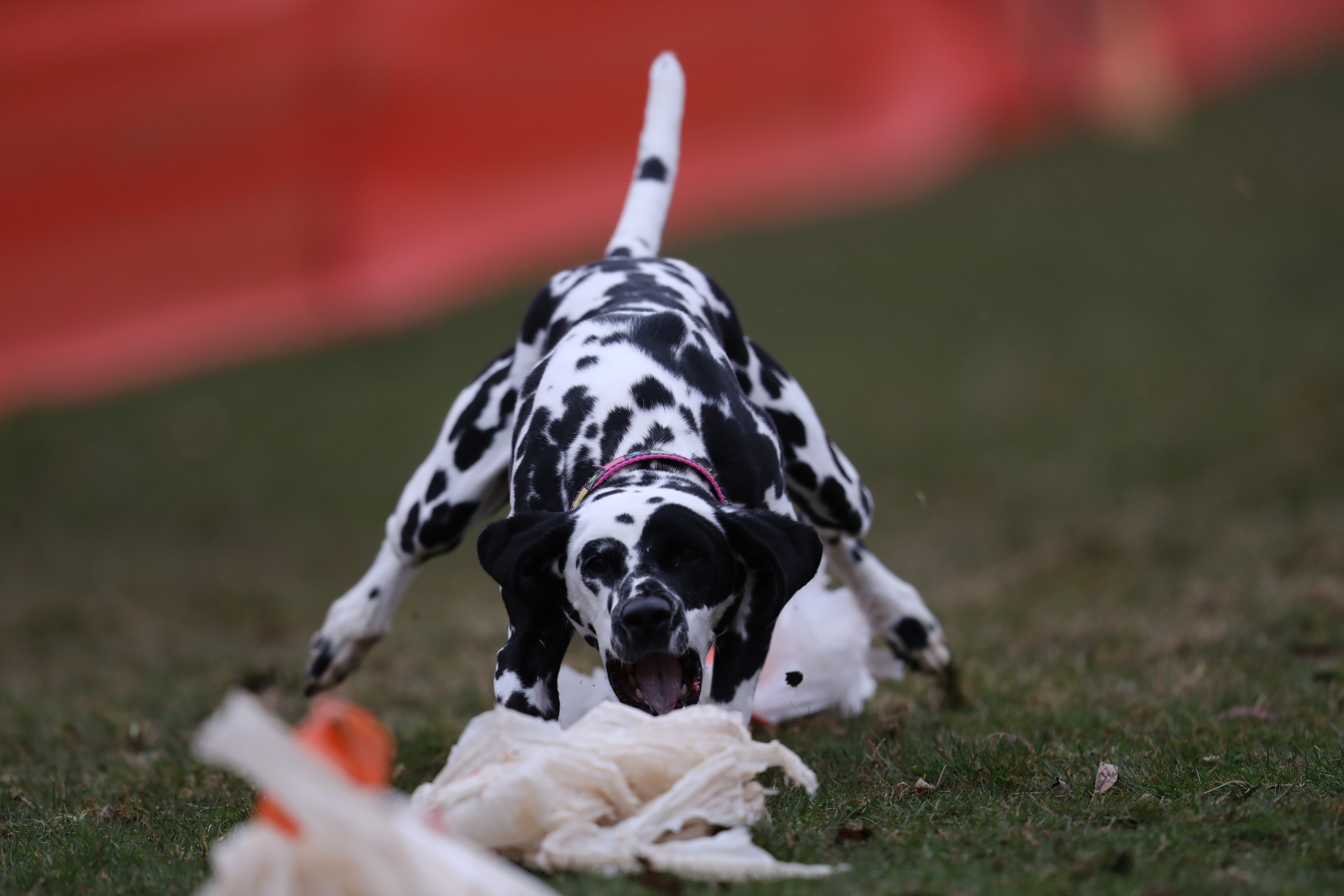 AKC FAST CAT TRIAL