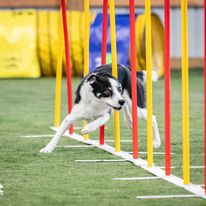 Rebecca Potosky - Agility Workshop....Excellent Dogs